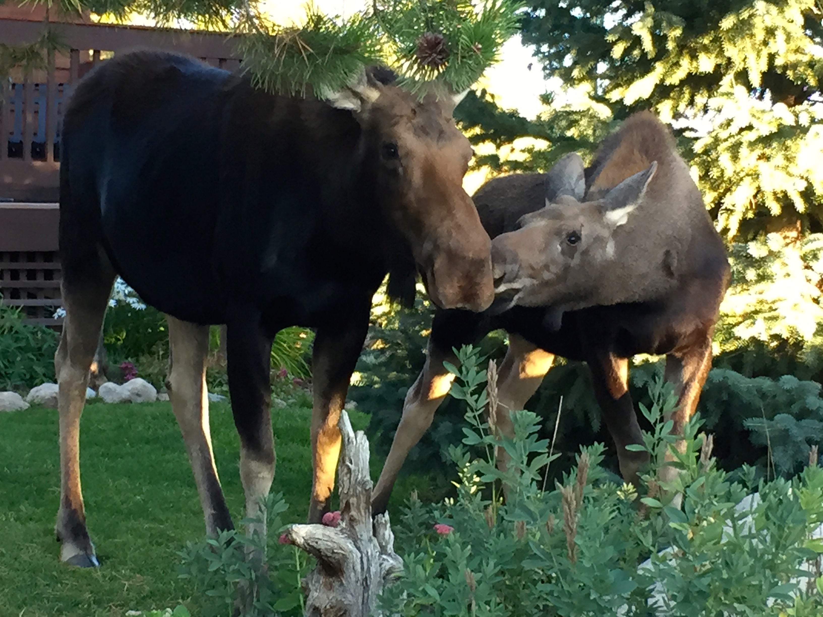 Old friends, my sister, and a moose - edb designs