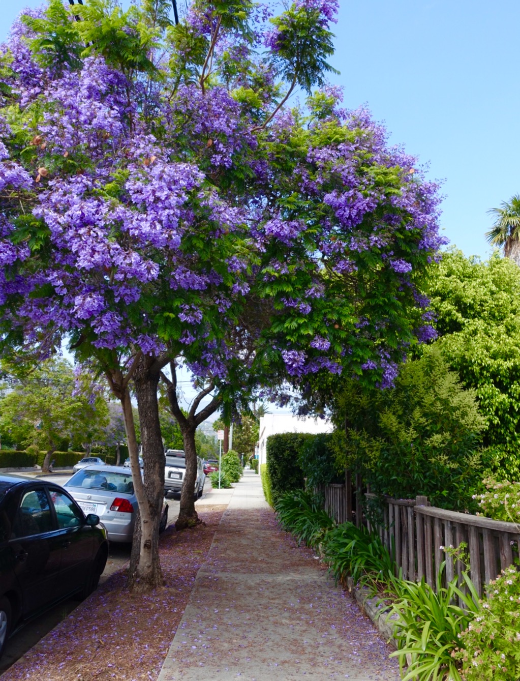 springtime in santa barbara - edb designs