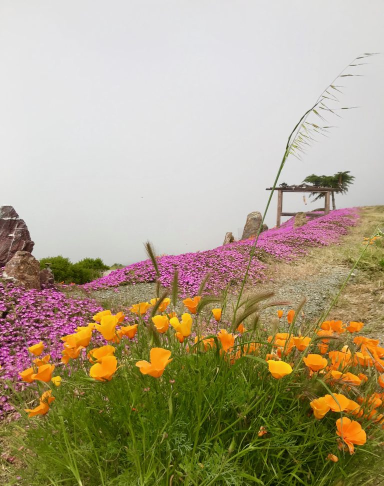 springtime in big sur - edb designs